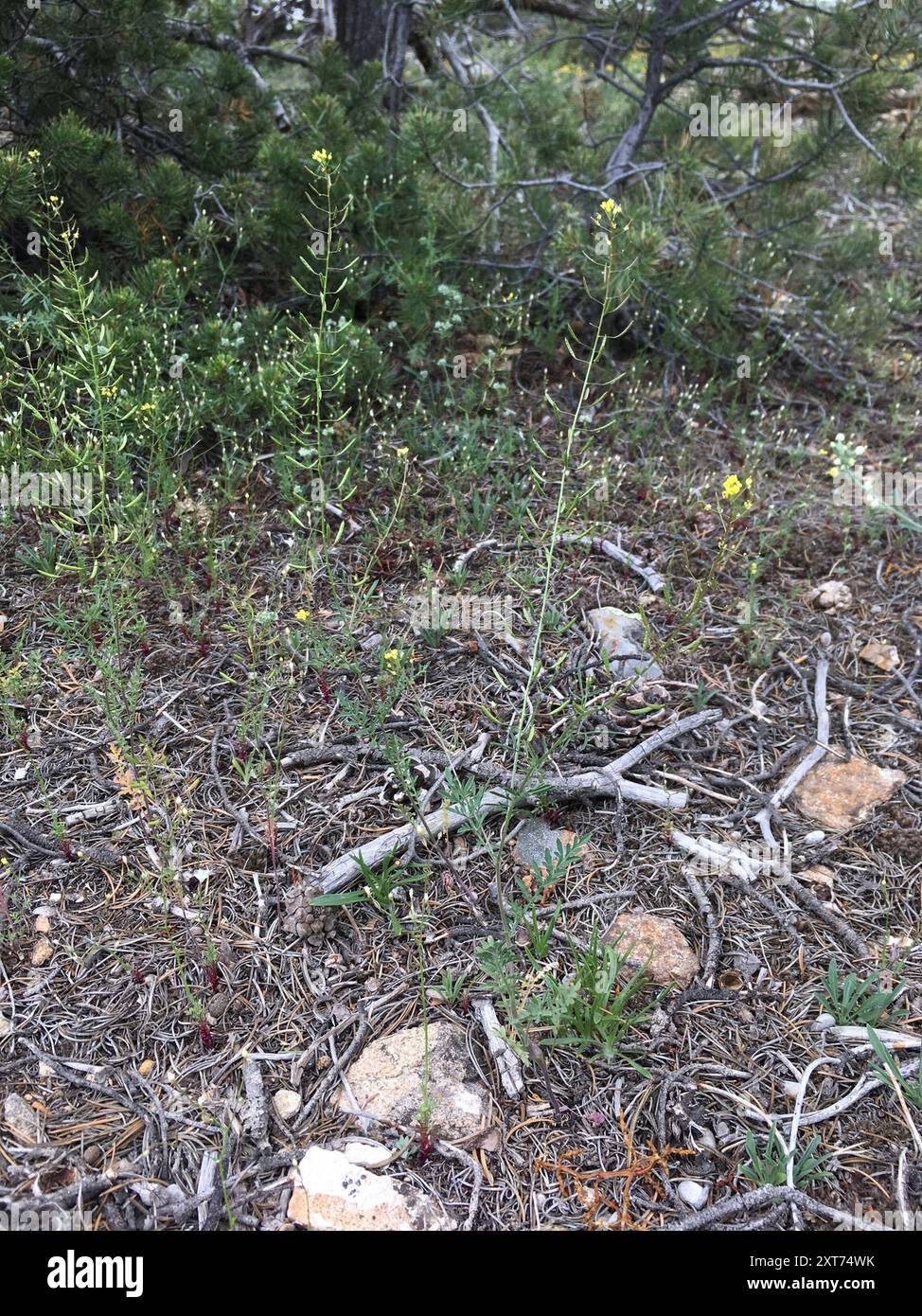 Western Tansymustard (Descurainia pinnata) Plantae Stock Photo - Alamy