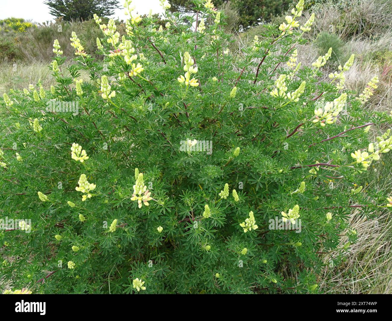 coastal bush lupine (Lupinus arboreus) Plantae Stock Photo - Alamy
