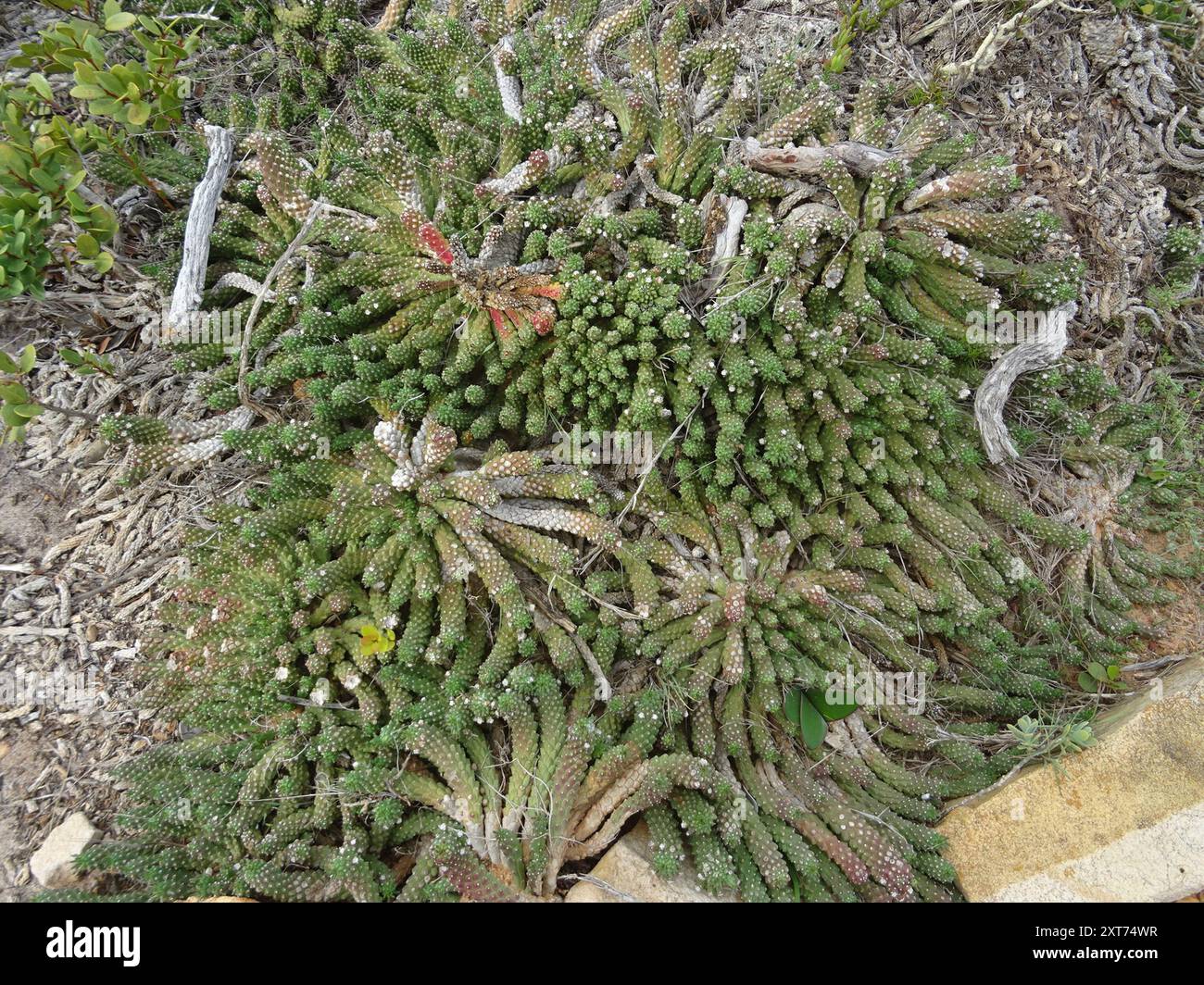 Medusa's-head (Euphorbia caput-medusae) Plantae Stock Photo - Alamy
