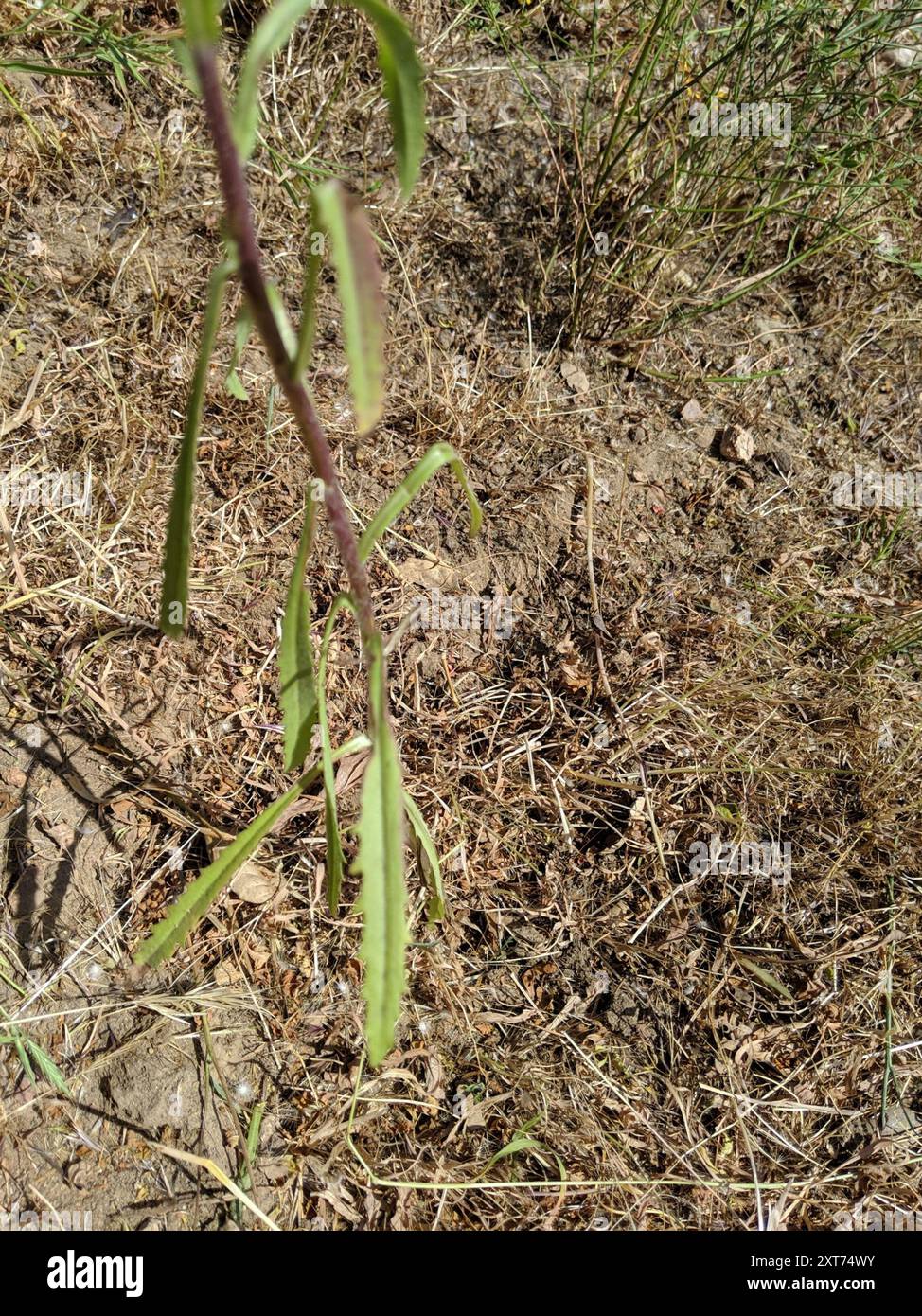 Telegraphweed (Heterotheca grandiflora) Plantae Stock Photo - Alamy