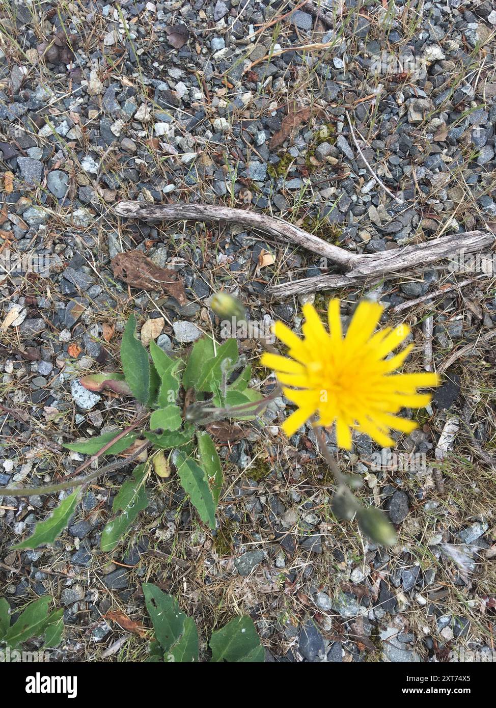 common hawkweed (Hieracium lachenalii) Plantae Stock Photo - Alamy