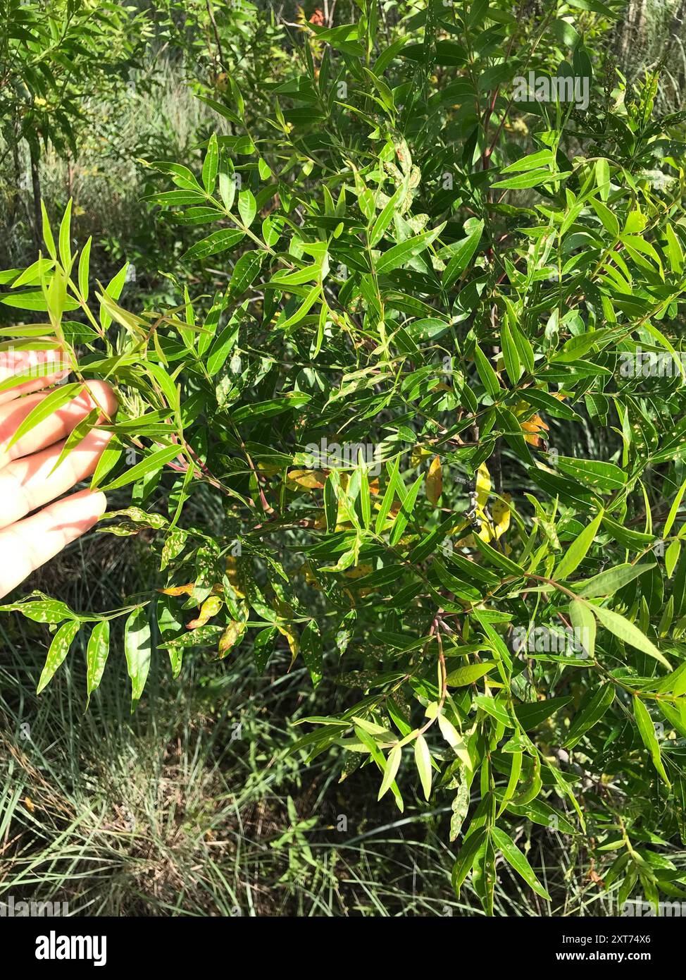 Prairie flameleaf sumac (Rhus lanceolata) Plantae Stock Photo - Alamy