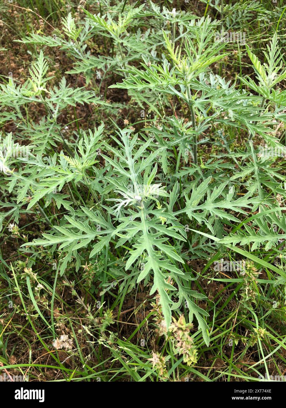 western ragweed (Ambrosia psilostachya) Plantae Stock Photo - Alamy
