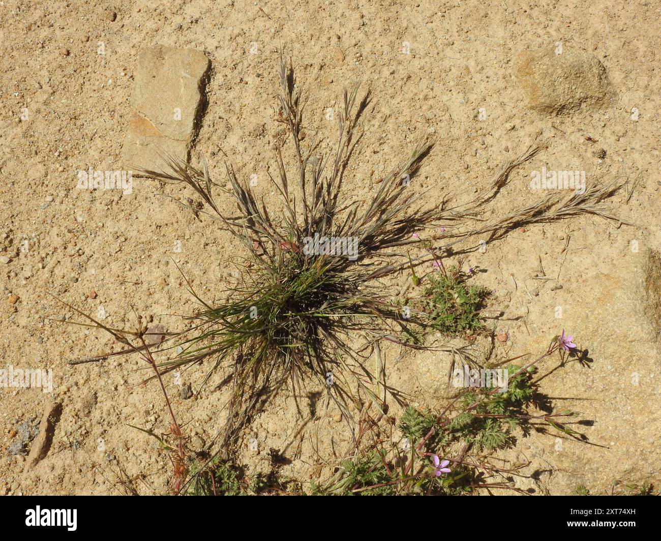 grasses (Poaceae) Plantae Stock Photo - Alamy