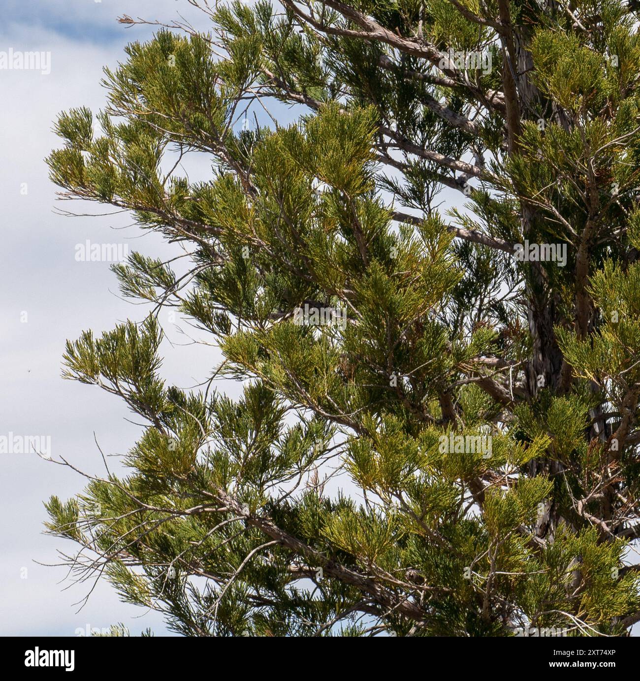 conifers (Pinopsida) Plantae Stock Photo - Alamy