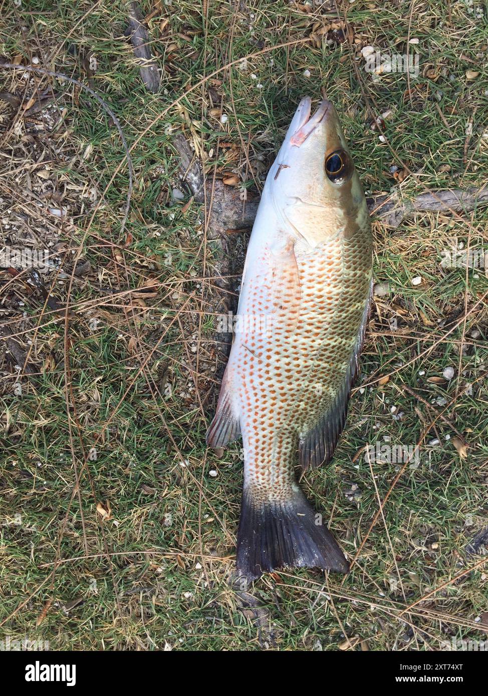 Gray Snapper (Lutjanus griseus) Actinopterygii Stock Photo - Alamy