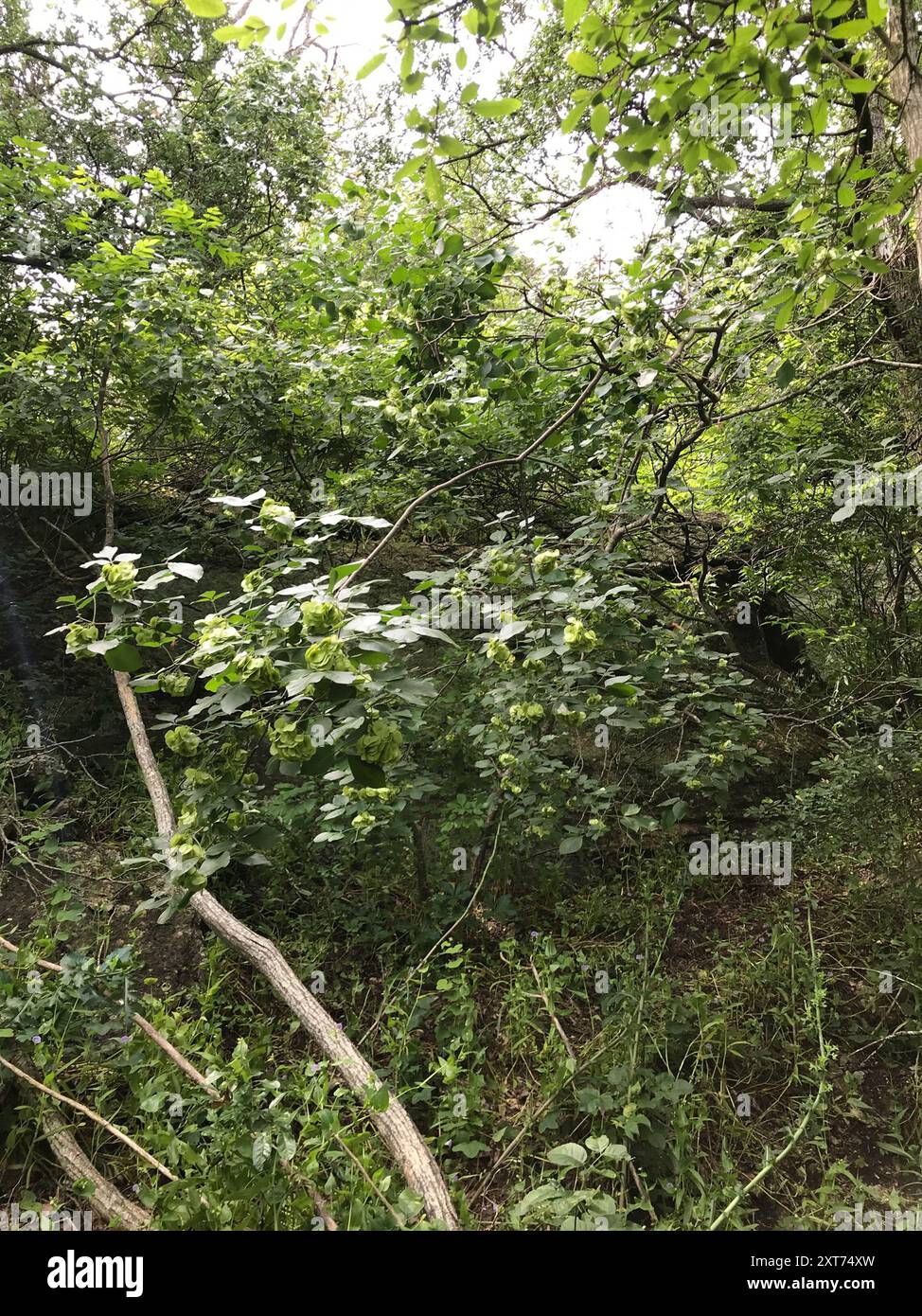 common hoptree (Ptelea trifoliata) Plantae Stock Photo - Alamy