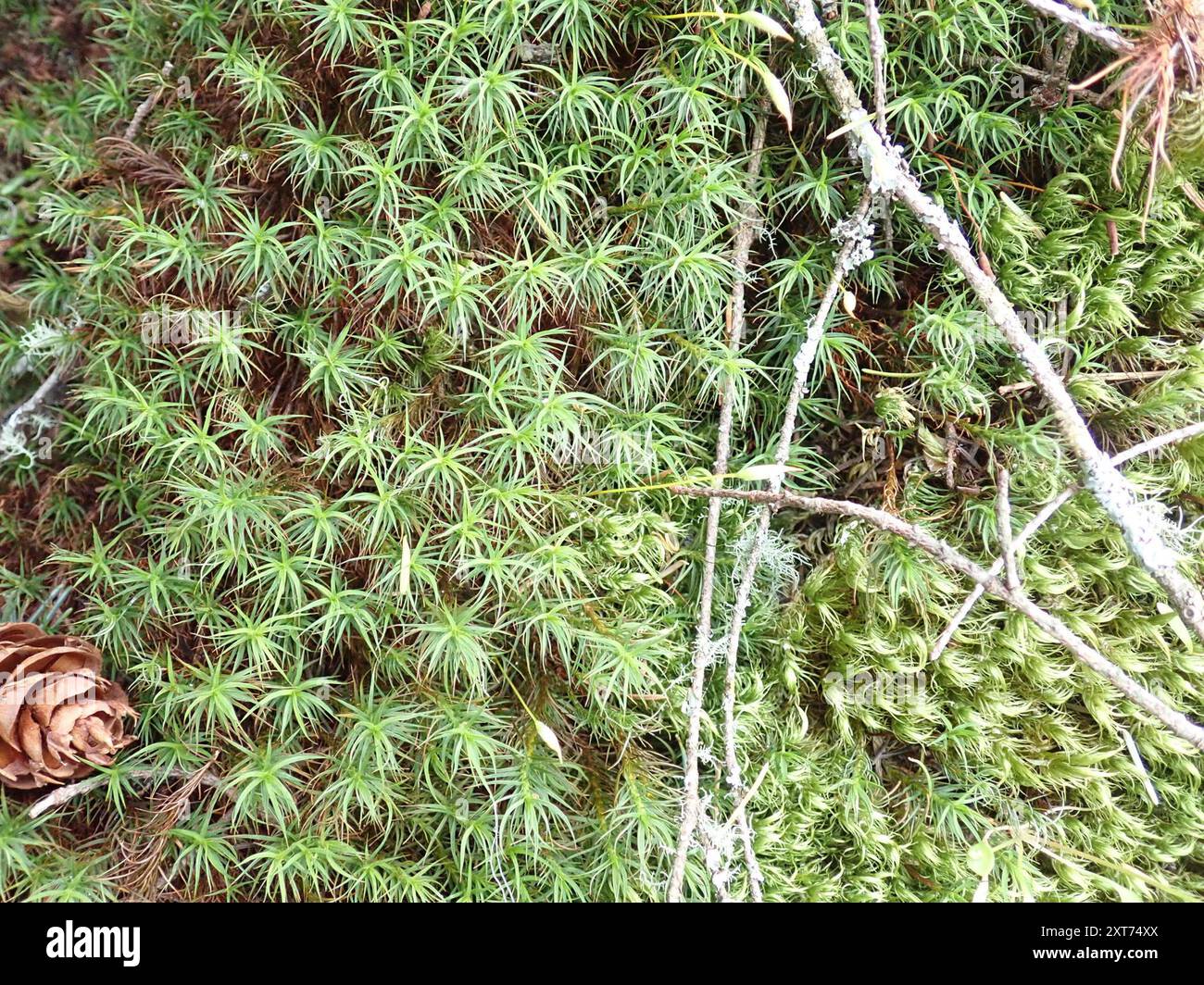 Alpine Haircap Moss (Polytrichastrum alpinum) Plantae Stock Photo - Alamy