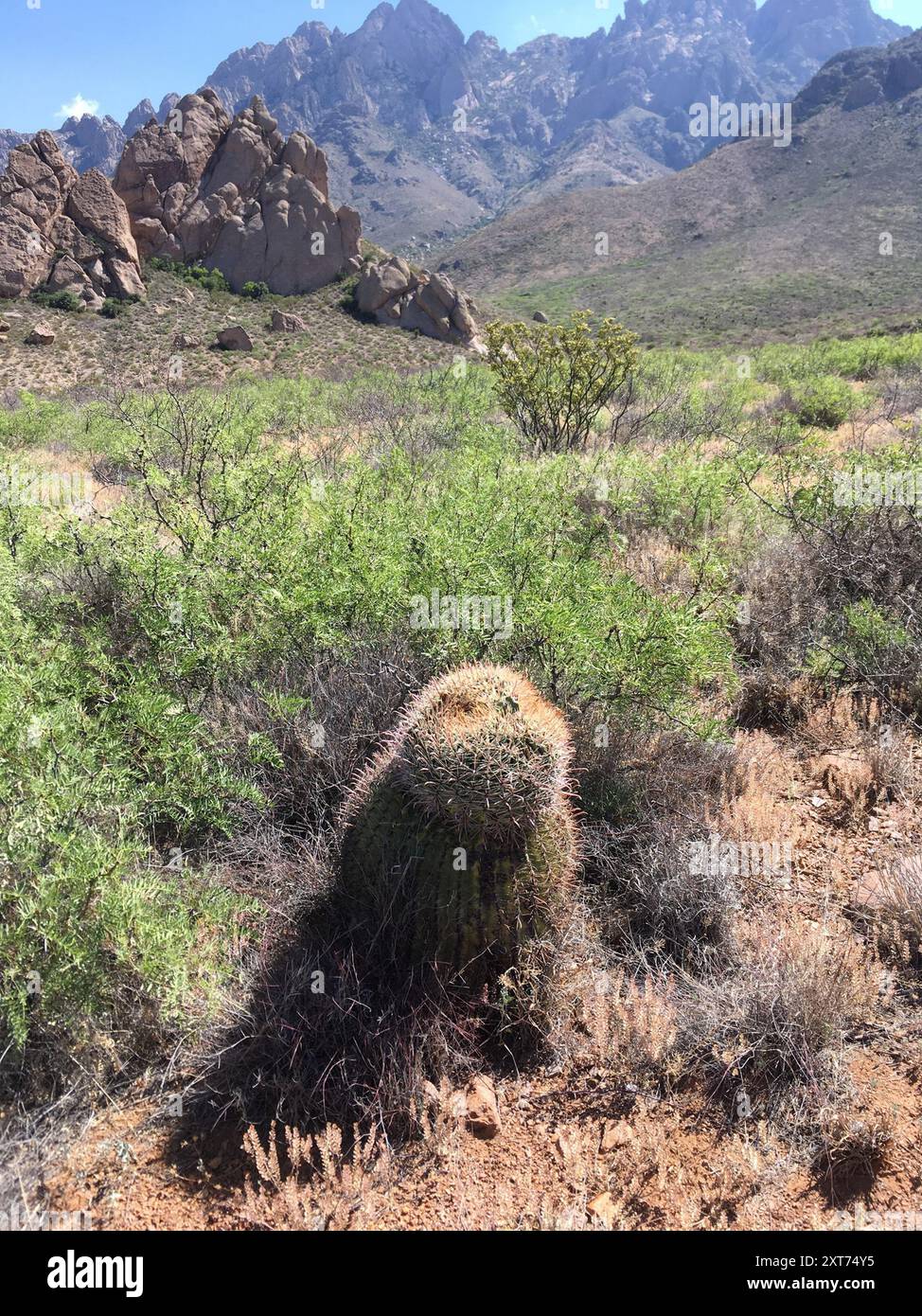 fishhook barrel cactus (Ferocactus wislizeni) Plantae Stock Photo - Alamy