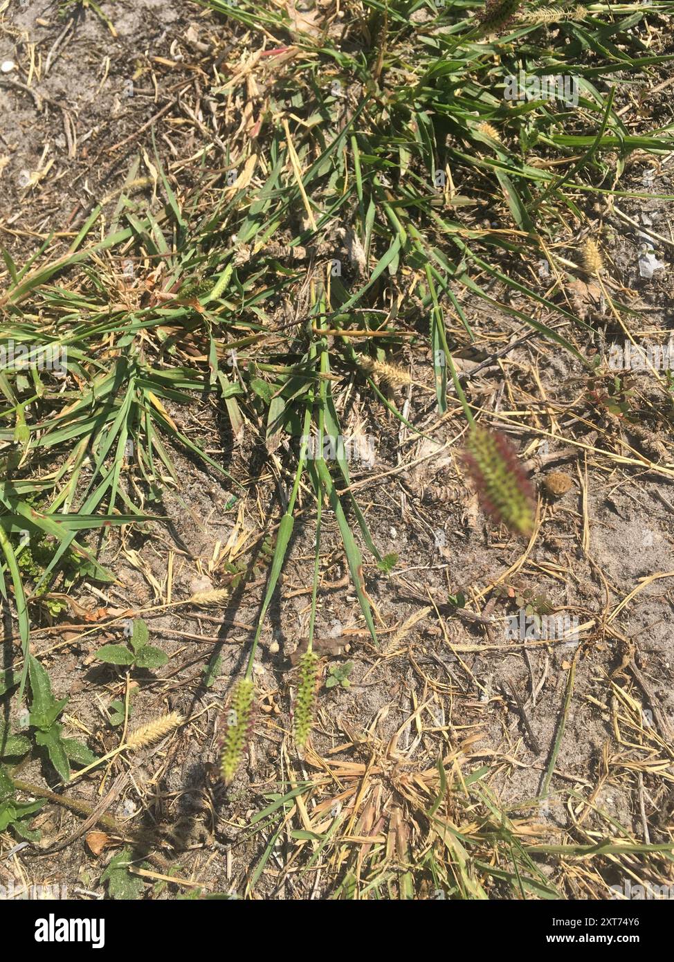 knotroot bristlegrass (Setaria parviflora) Plantae Stock Photo - Alamy