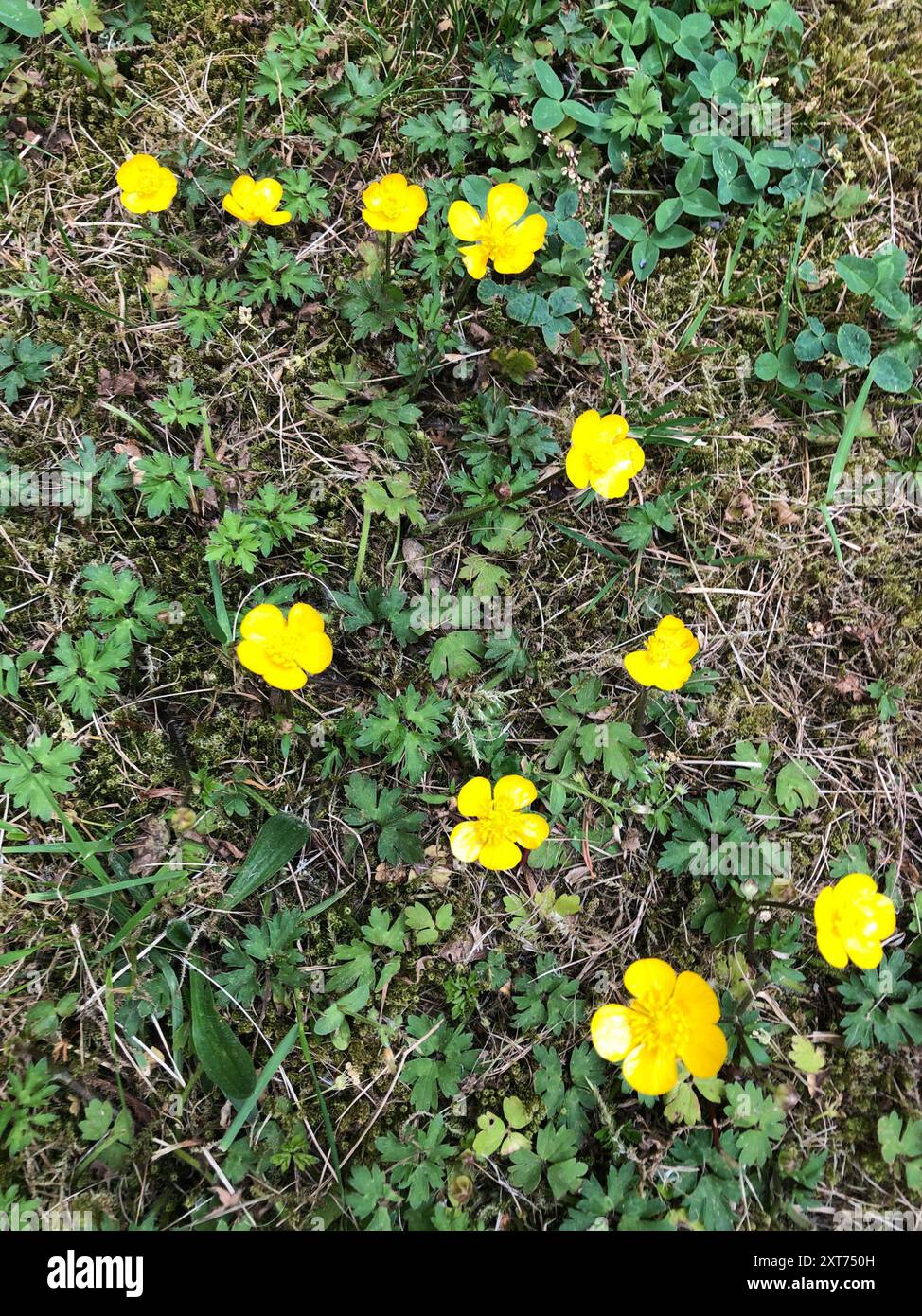 bulbous buttercup (Ranunculus bulbosus) Plantae Stock Photo - Alamy