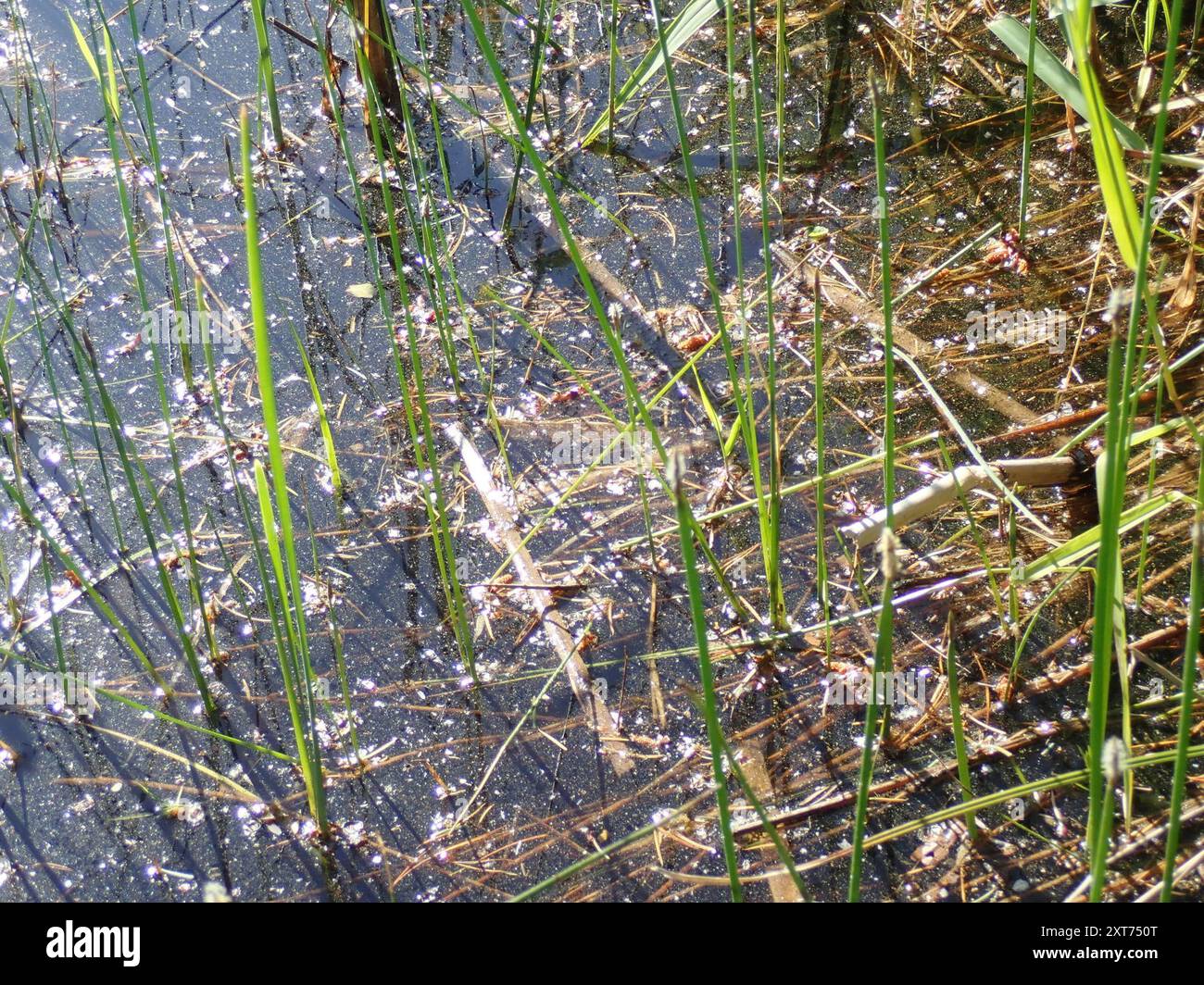 Common Spike-rush (Eleocharis palustris) Plantae Stock Photo - Alamy