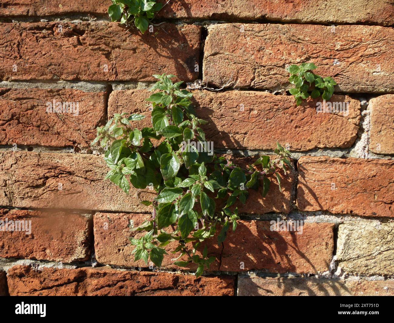 pellitory-of-the-wall (Parietaria judaica) Plantae Stock Photo - Alamy