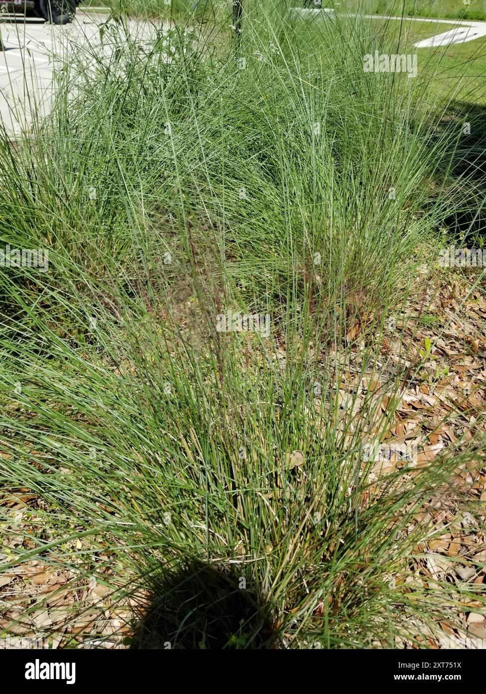 Hairawn Muhly (Muhlenbergia capillaris) Plantae Stock Photo - Alamy