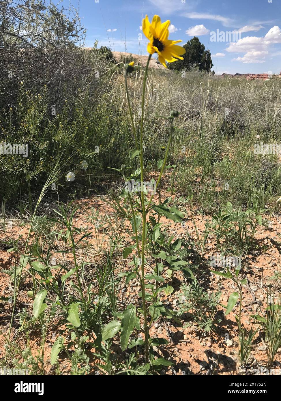prairie sunflower (Helianthus petiolaris) Plantae Stock Photo - Alamy