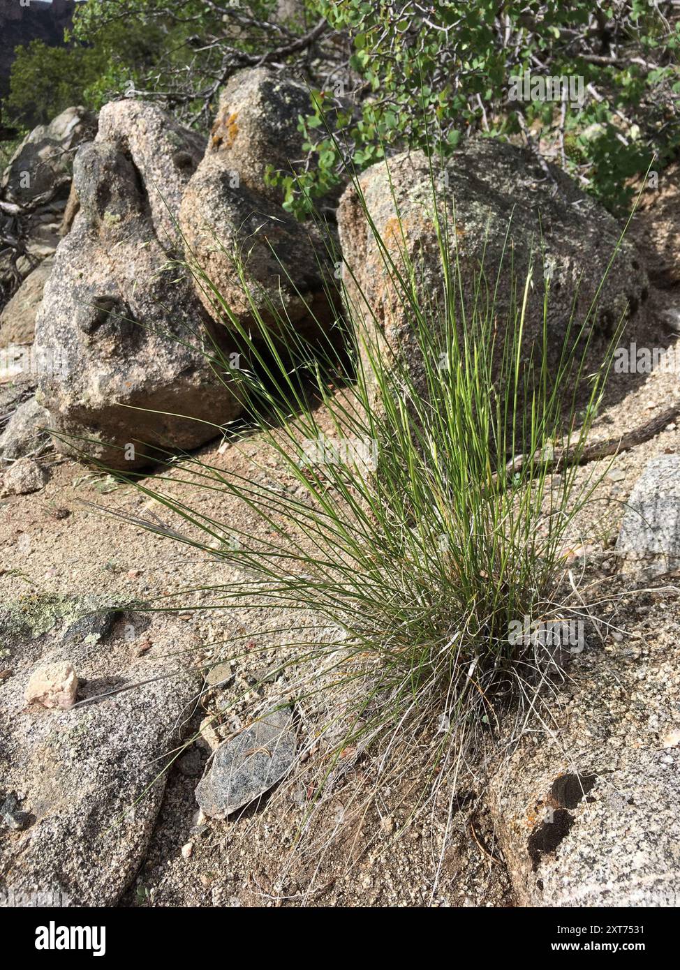 Sand Ricegrass (Eriocoma hymenoides) Plantae Stock Photo - Alamy