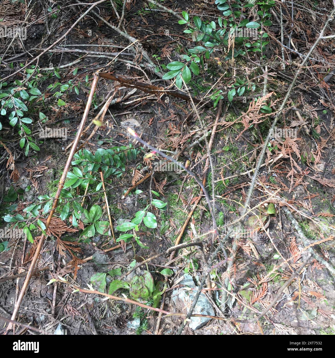 Oregon Boxwood (Paxistima myrsinites) Plantae Stock Photo - Alamy