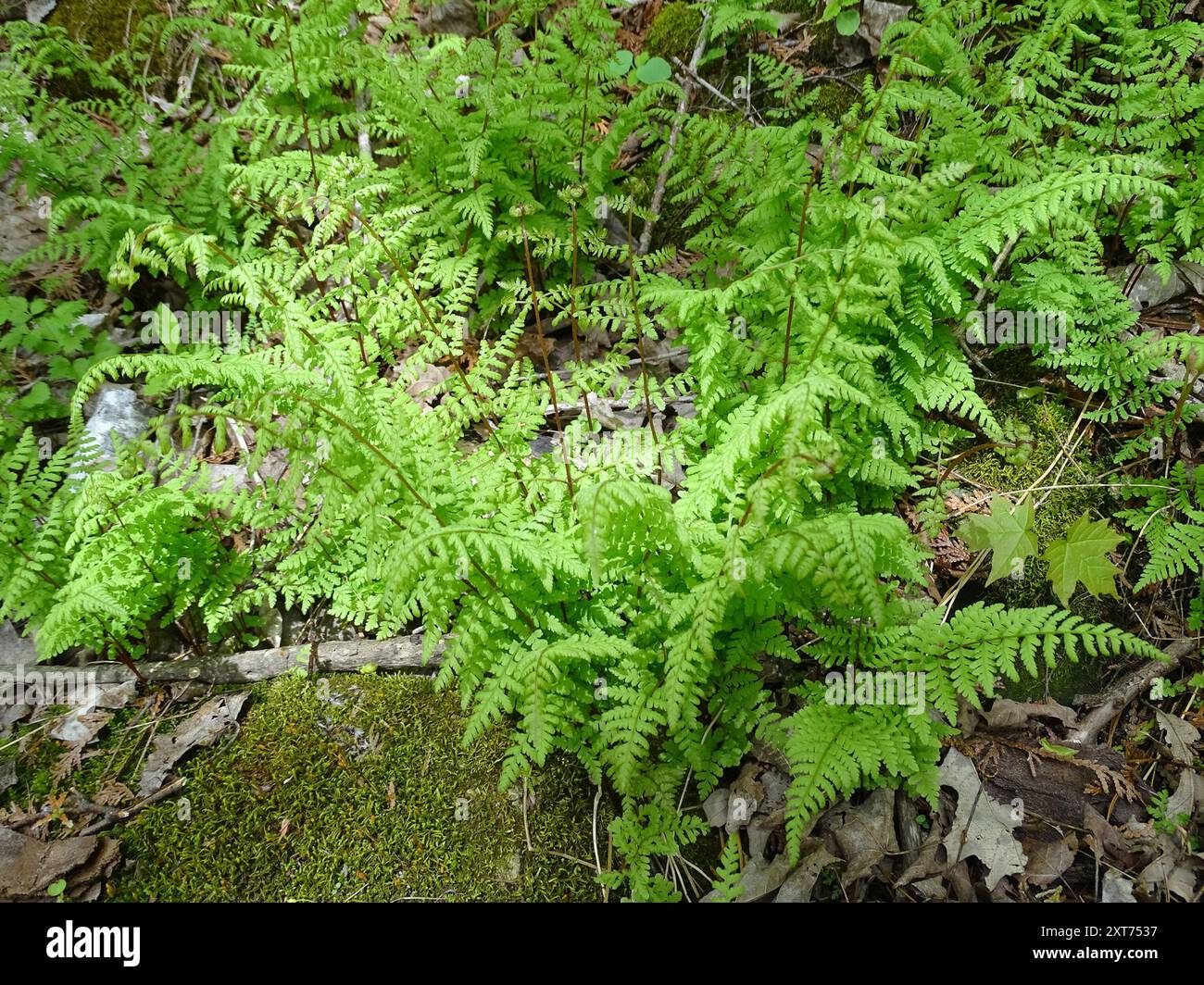 bulblet fern (Cystopteris bulbifera) Plantae Stock Photo - Alamy