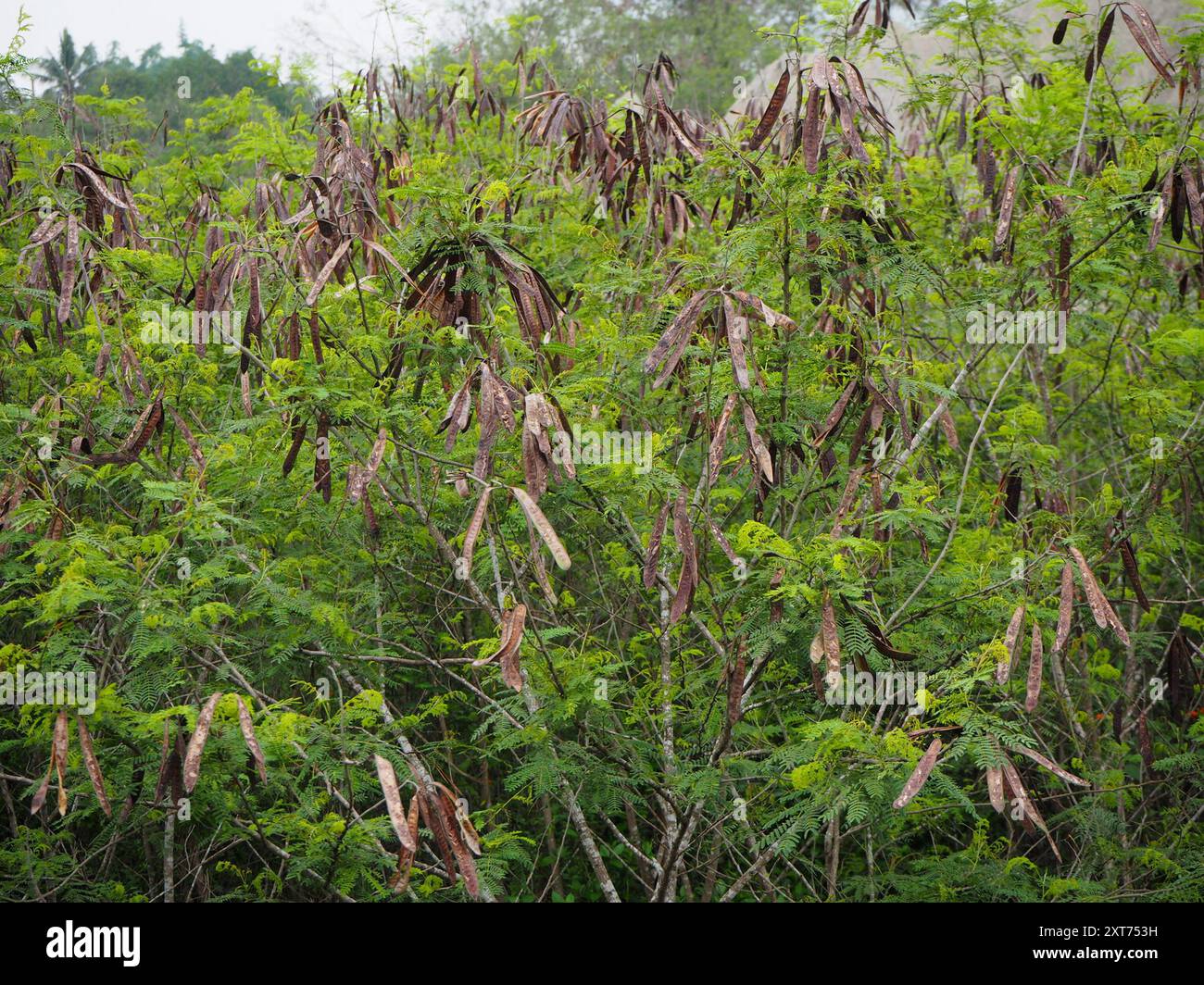 White leadtree (Leucaena leucocephala) Plantae Stock Photo - Alamy