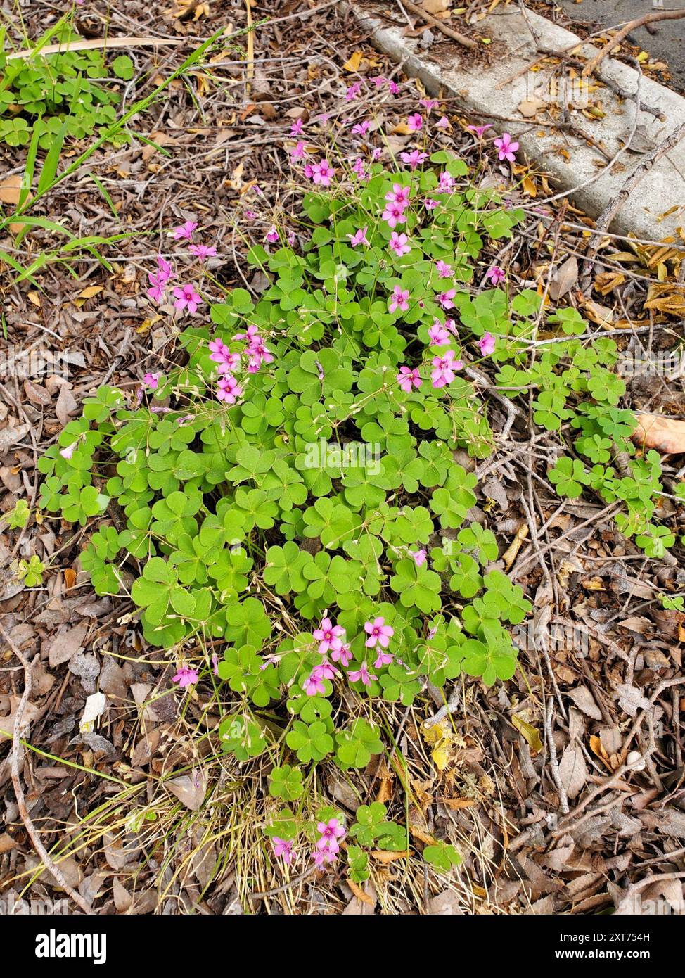 pink-sorrel (Oxalis articulata) Plantae Stock Photo - Alamy