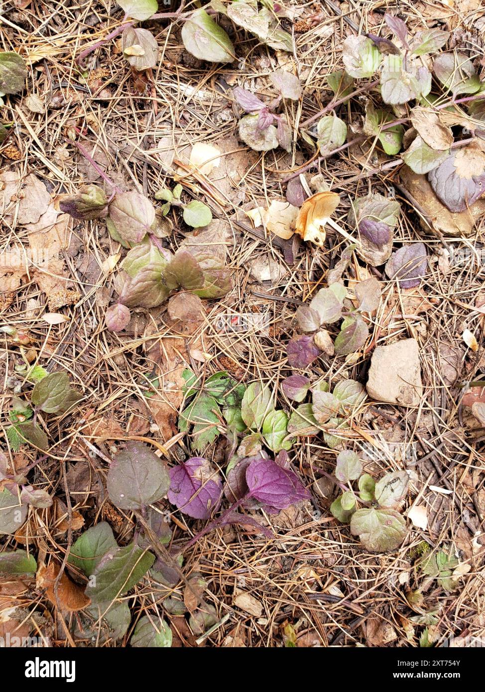 yerba buena (Clinopodium douglasii) Plantae Stock Photo - Alamy