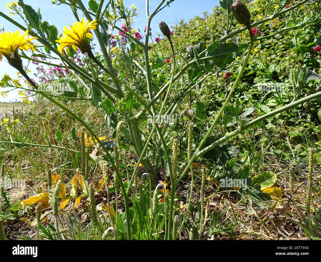 Autumn Hawkbit (Scorzoneroides autumnalis) Plantae Stock Photo - Alamy