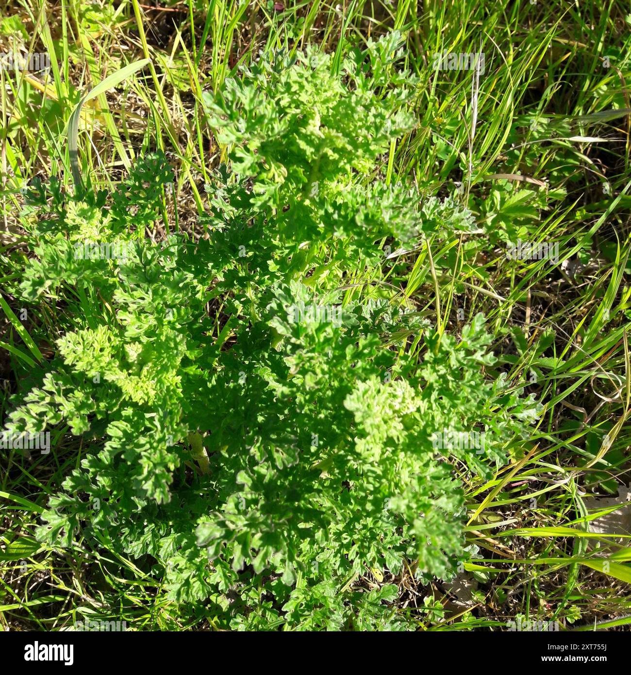 ragwort (Jacobaea vulgaris) Plantae Stock Photo - Alamy