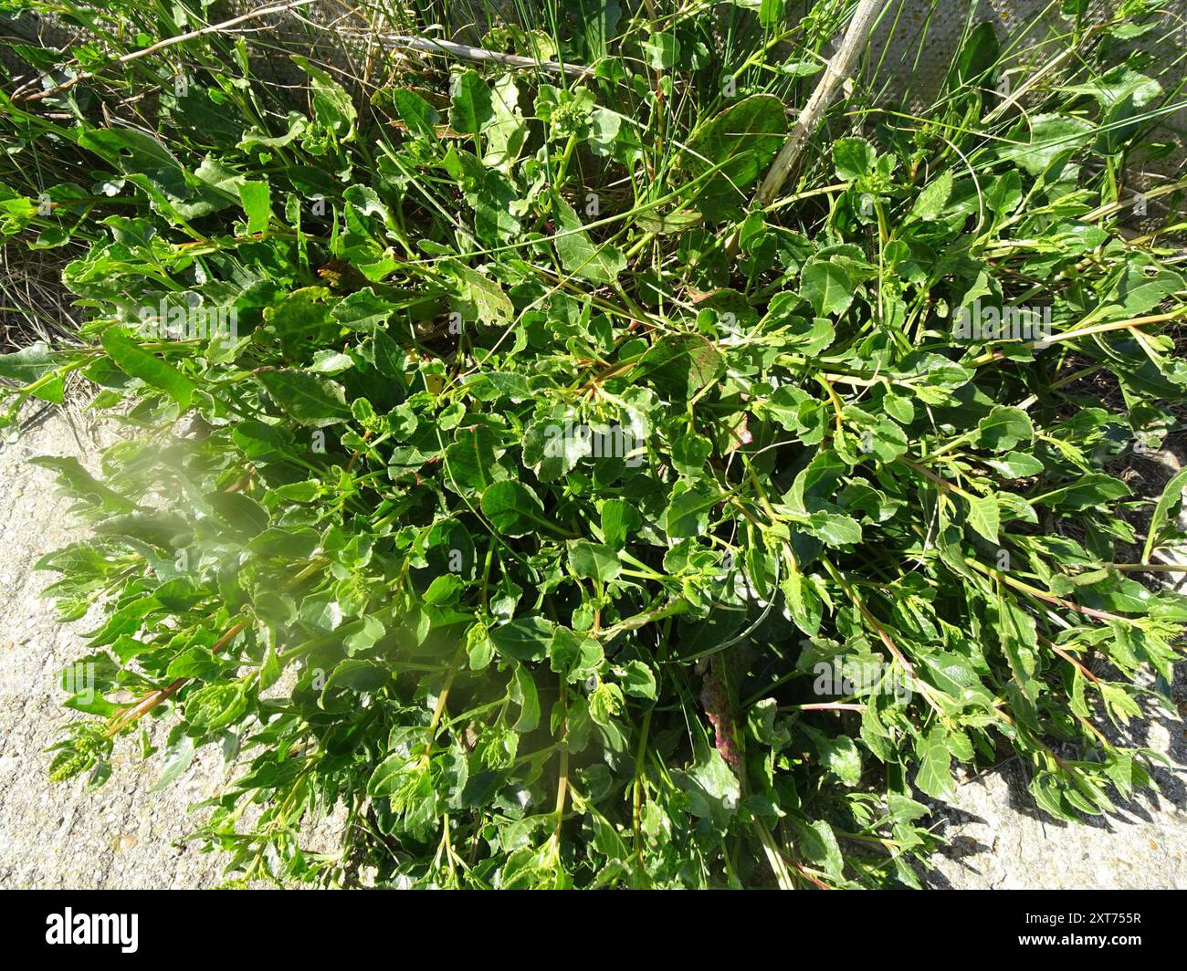 sea beet (Beta vulgaris maritima) Plantae Stock Photo - Alamy