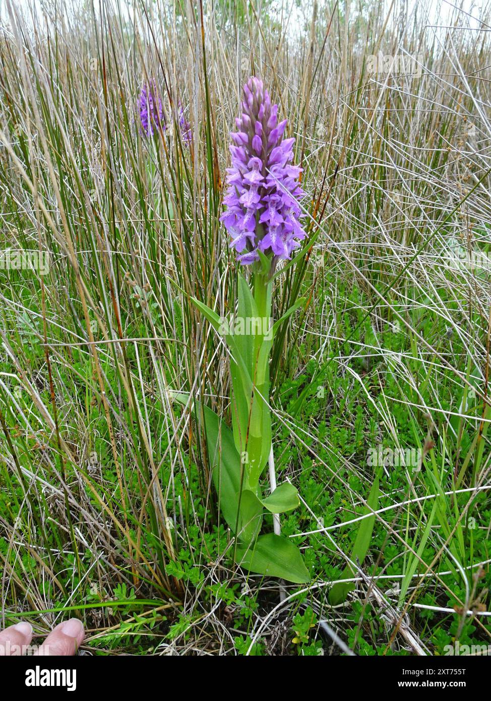 Common Spotted Orchid (Dactylorhiza fuchsii) Plantae Stock Photo - Alamy