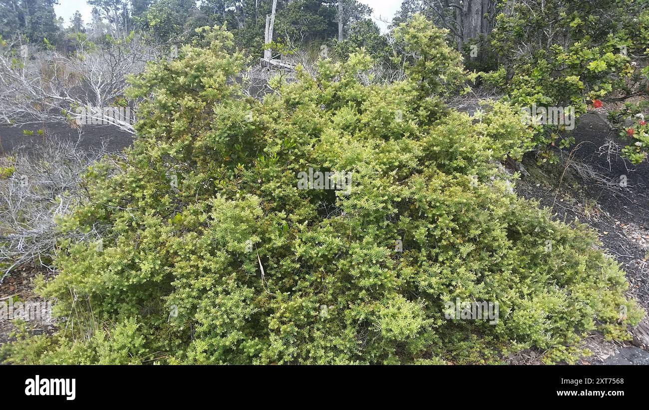 Pūkiawe (Leptecophylla tameiameiae) Plantae Stock Photo - Alamy