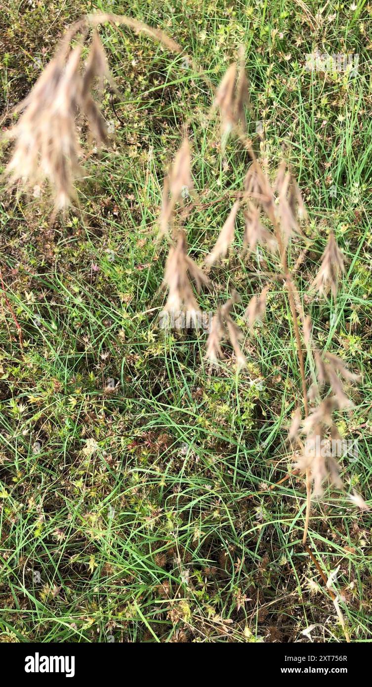 Cheatgrass (Bromus tectorum) Plantae Stock Photo - Alamy