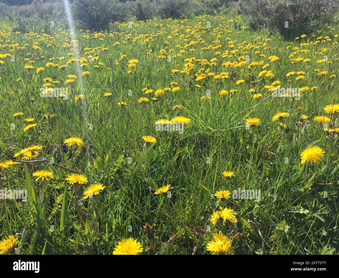 common dandelion (Taraxacum officinale) Plantae Stock Photo - Alamy