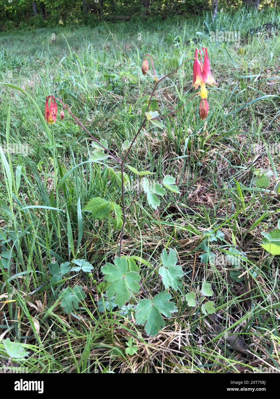 red columbine (Aquilegia canadensis) Plantae Stock Photo - Alamy