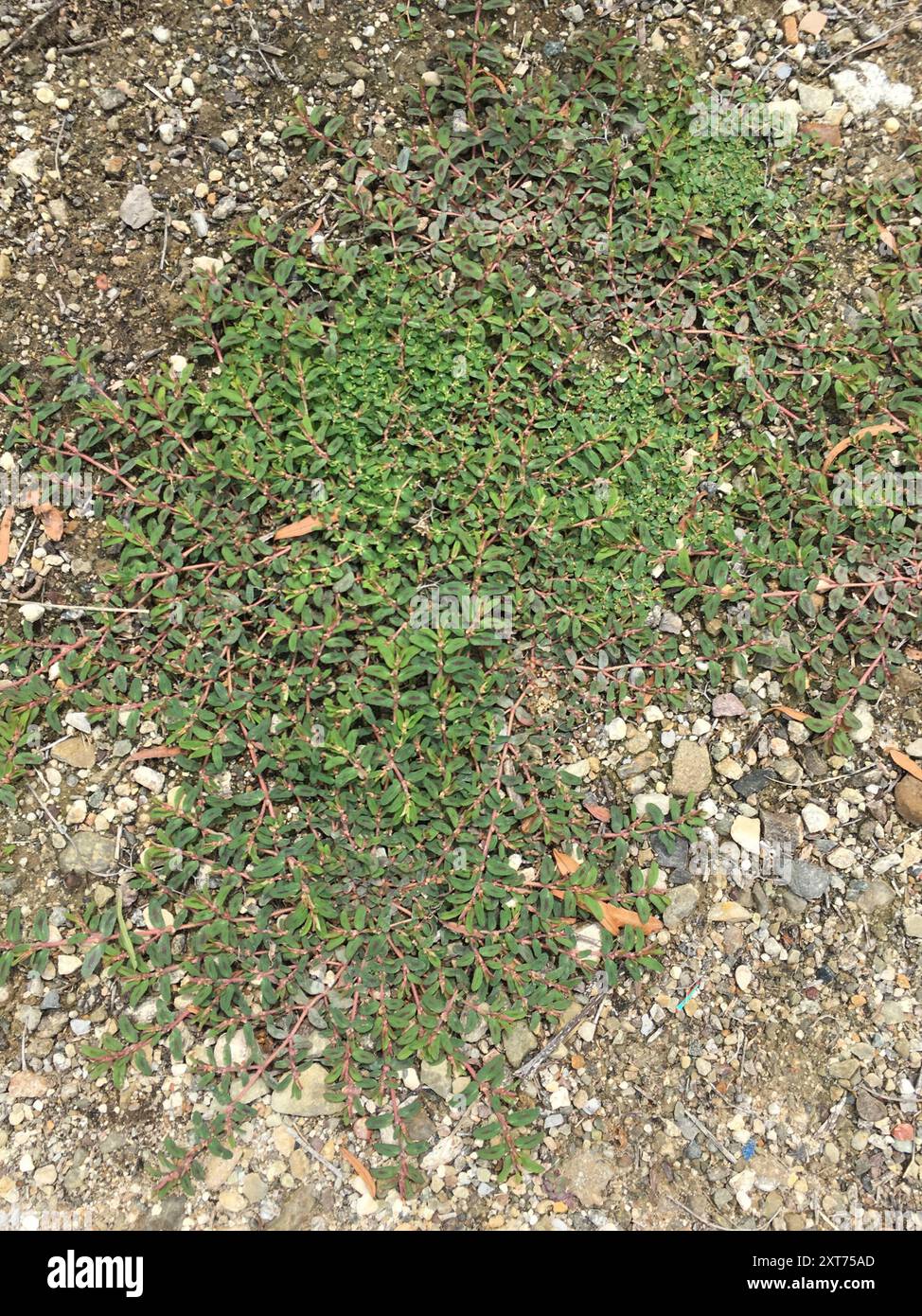 Spotted spurge (Euphorbia maculata) Plantae Stock Photo - Alamy