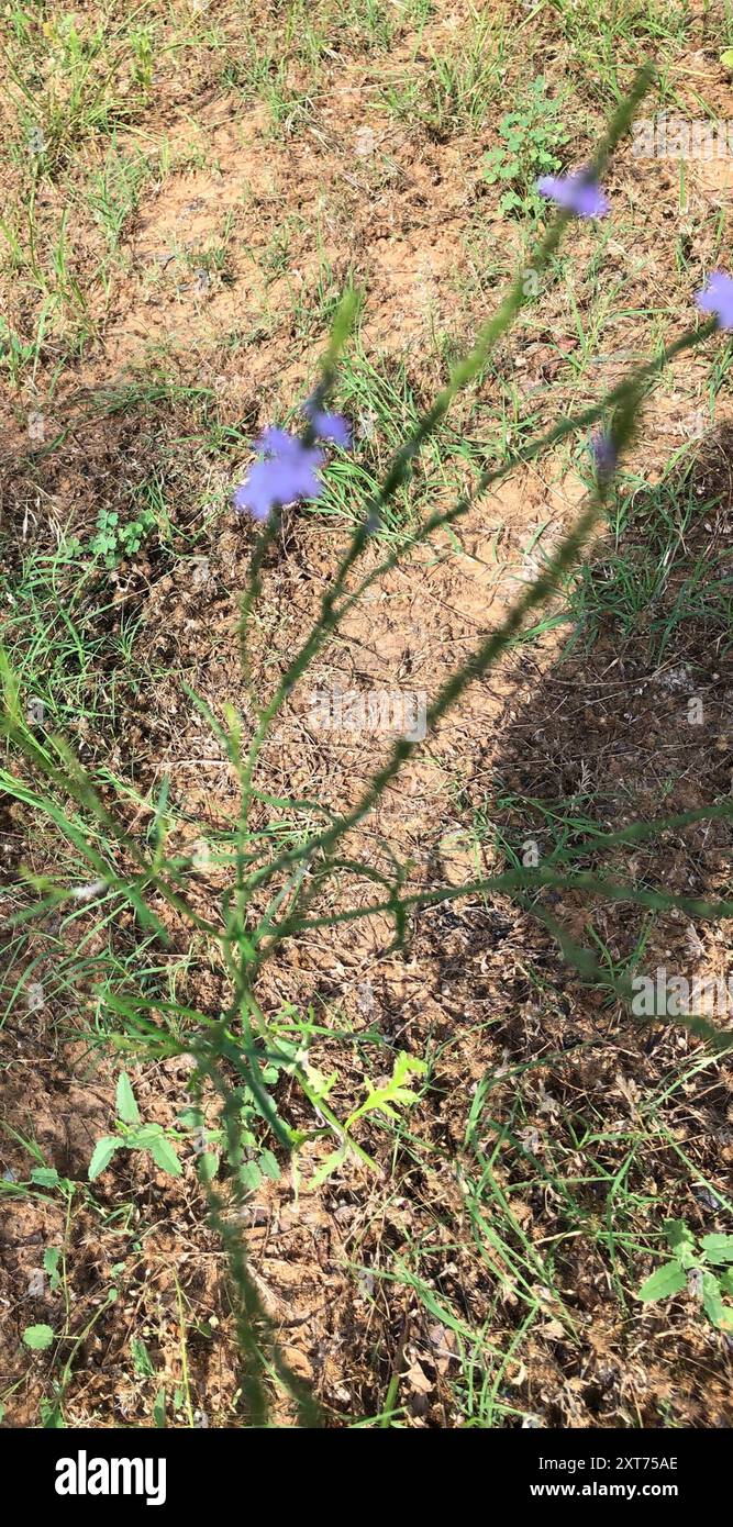 Texas vervain (Verbena halei) Plantae Stock Photo - Alamy