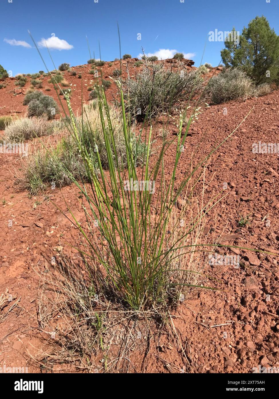Sand Ricegrass (Eriocoma hymenoides) Plantae Stock Photo - Alamy