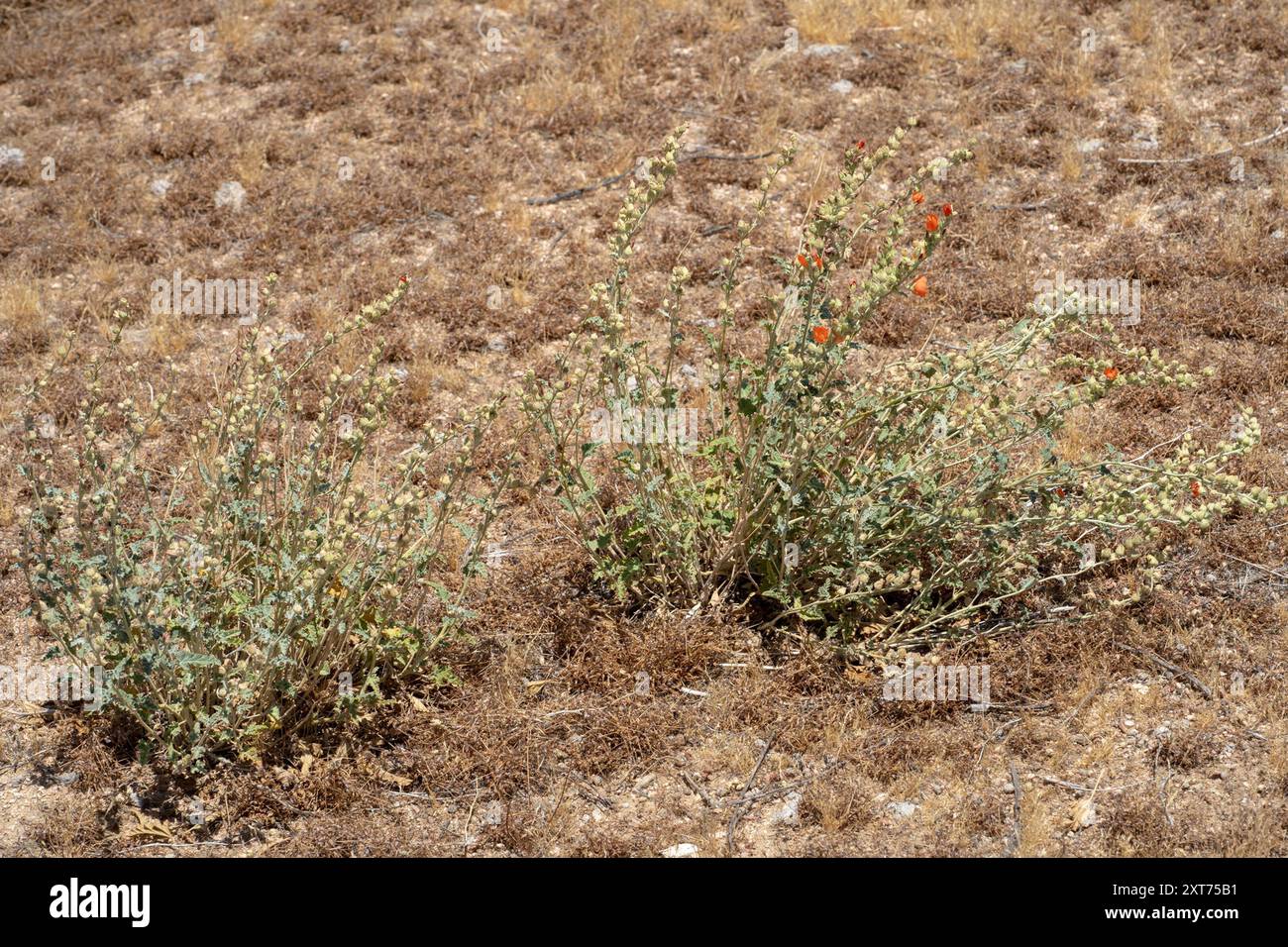 apricot mallow (Sphaeralcea ambigua) Plantae Stock Photo - Alamy