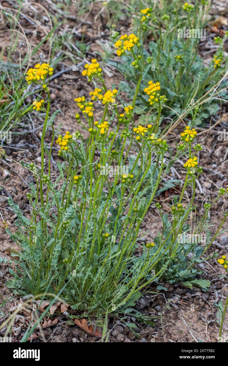 Multilobata hi-res stock photography and images - Alamy