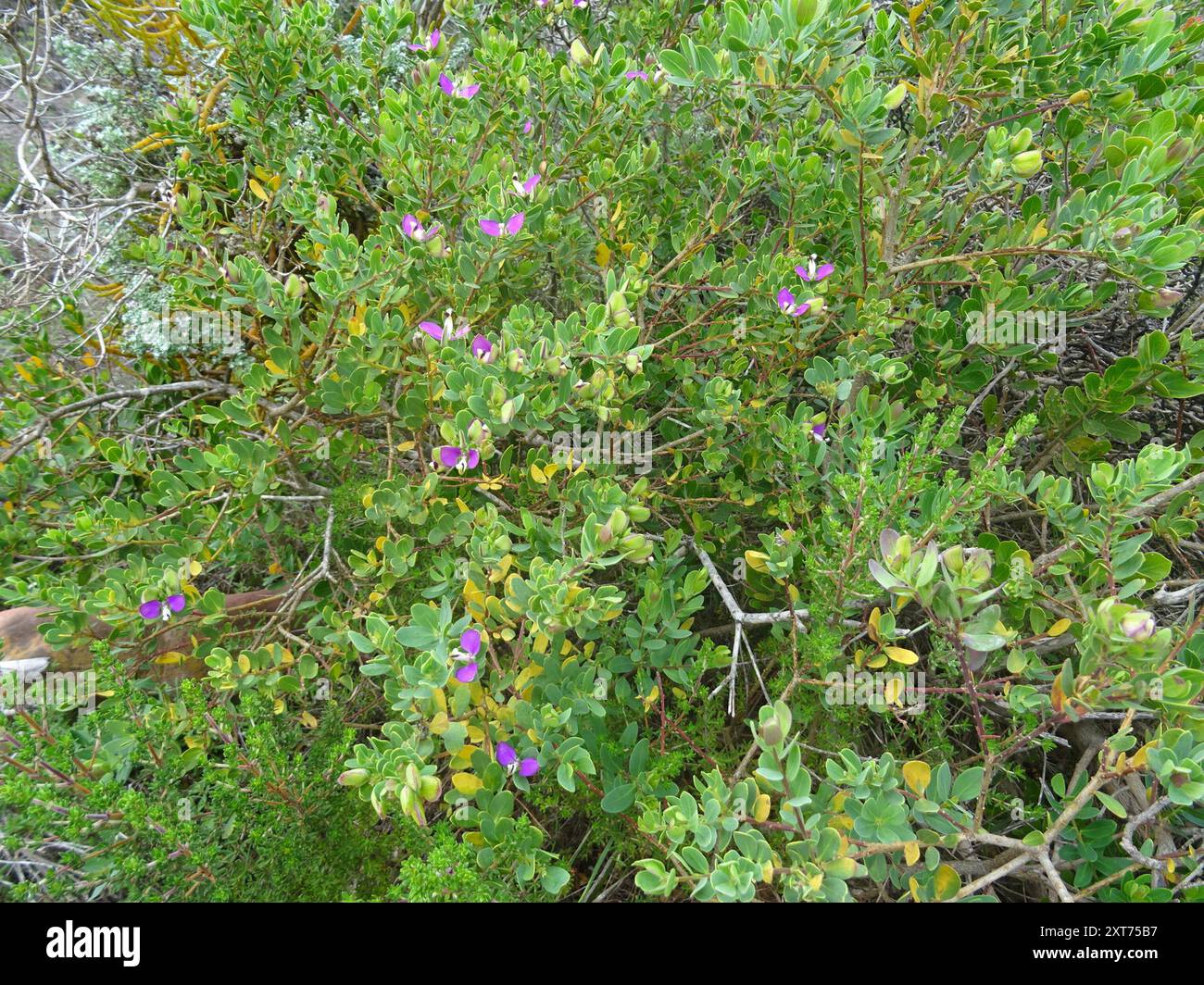 Septemberbush (Polygala myrtifolia myrtifolia) Plantae Stock Photo - Alamy