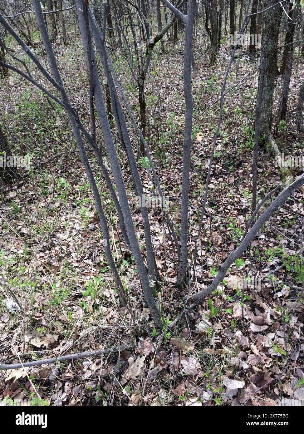 Running Serviceberry (Amelanchier stolonifera) Plantae Stock Photo - Alamy