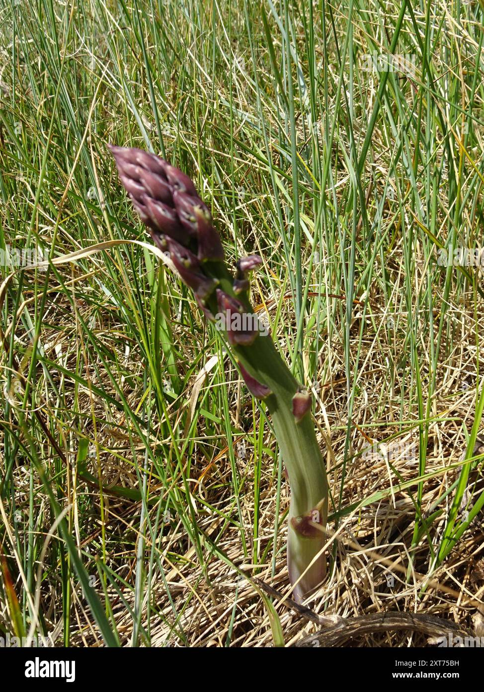 wild asparagus (Asparagus officinalis) Plantae Stock Photo - Alamy