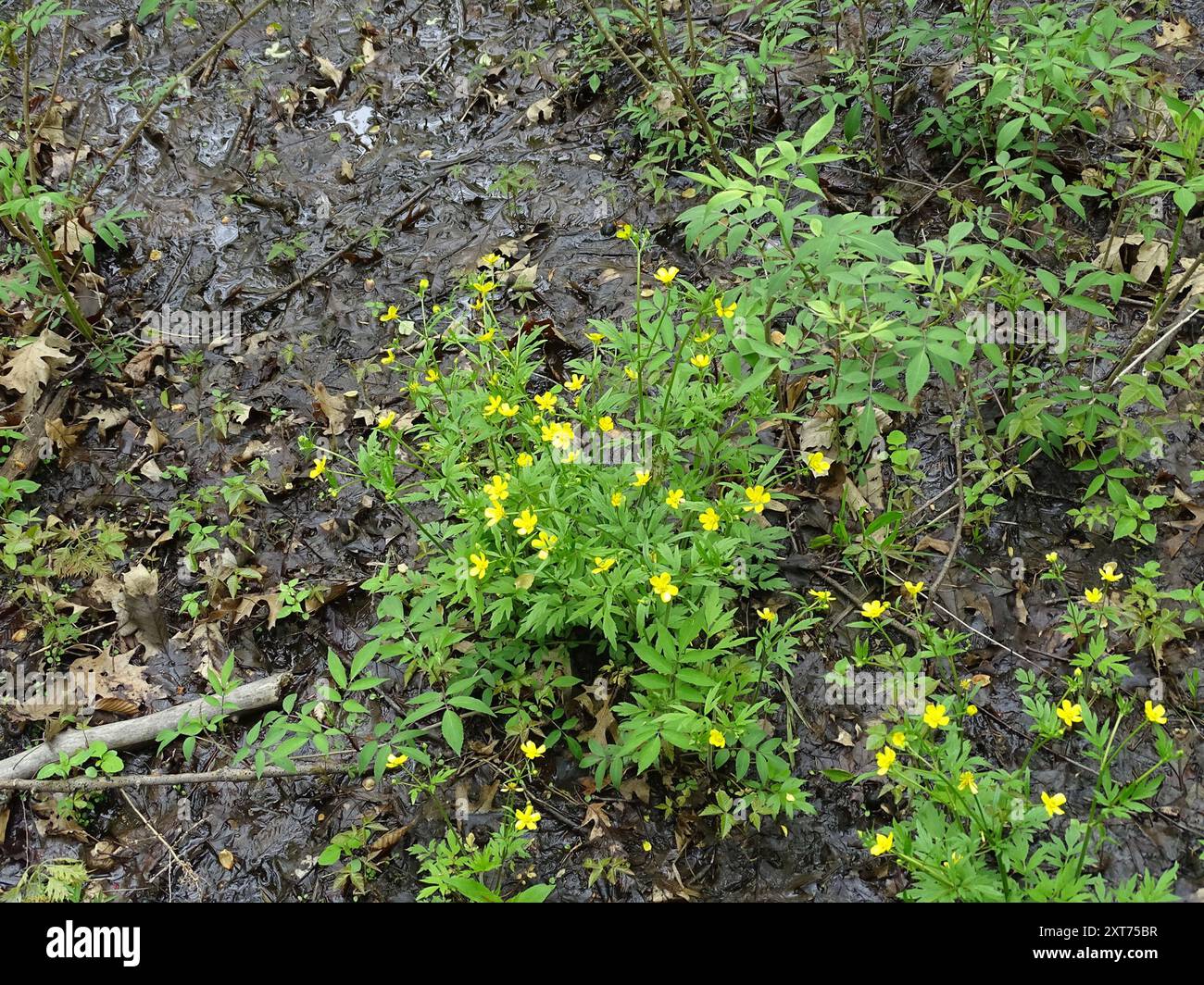 bristly buttercup (Ranunculus hispidus) Plantae Stock Photo - Alamy
