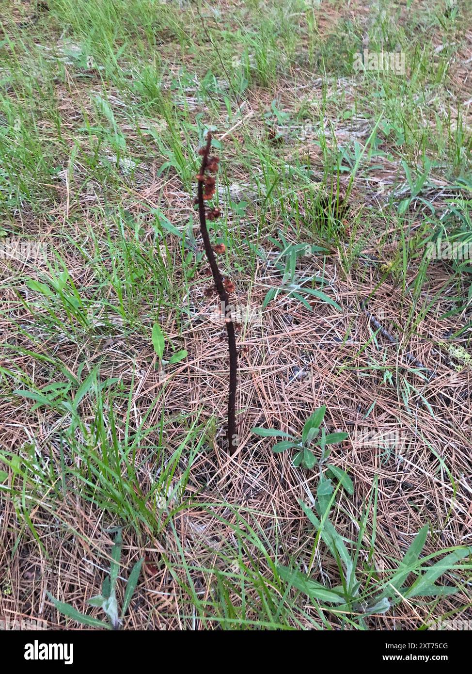 woodland pinedrops (Pterospora andromedea) Plantae Stock Photo - Alamy