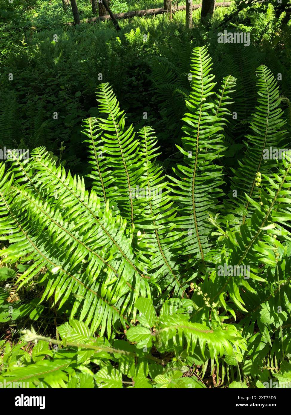 western sword fern (Polystichum munitum) Plantae Stock Photo - Alamy