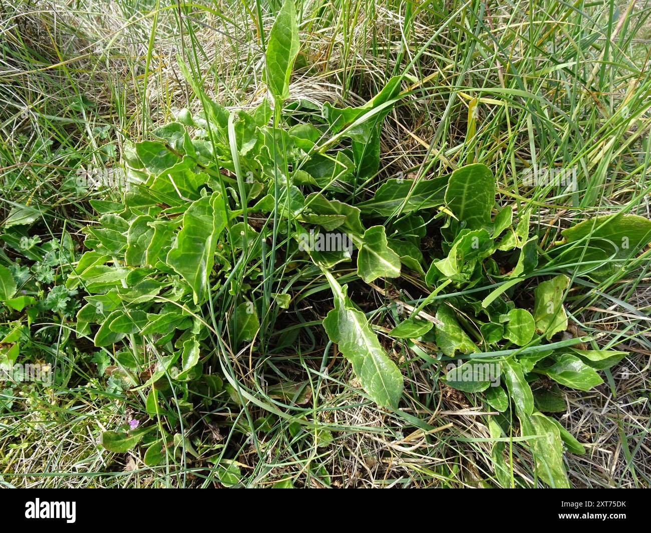 sea beet (Beta vulgaris maritima) Plantae Stock Photo - Alamy