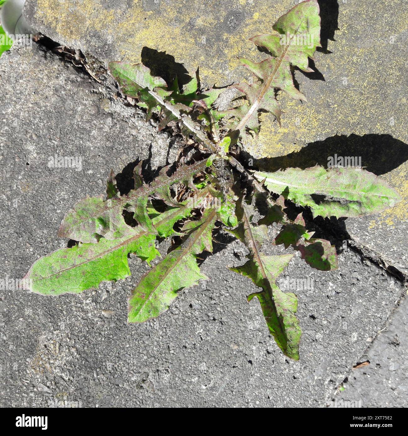 Lettuce, Chicory, Dandelion and Salsify Tribe (Cichorieae) Plantae ...