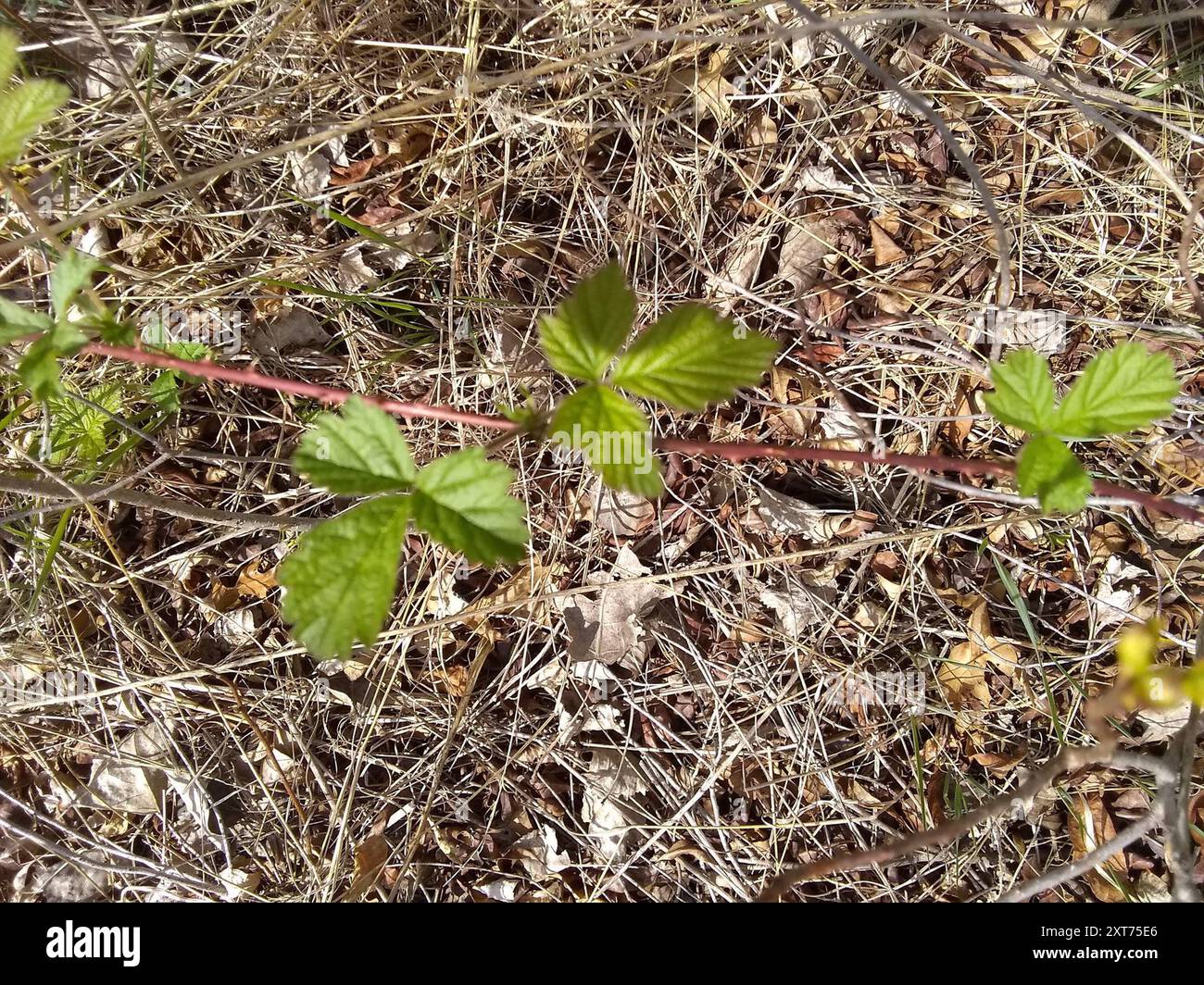 Common Dewberry (Rubus flagellaris) Plantae Stock Photo - Alamy