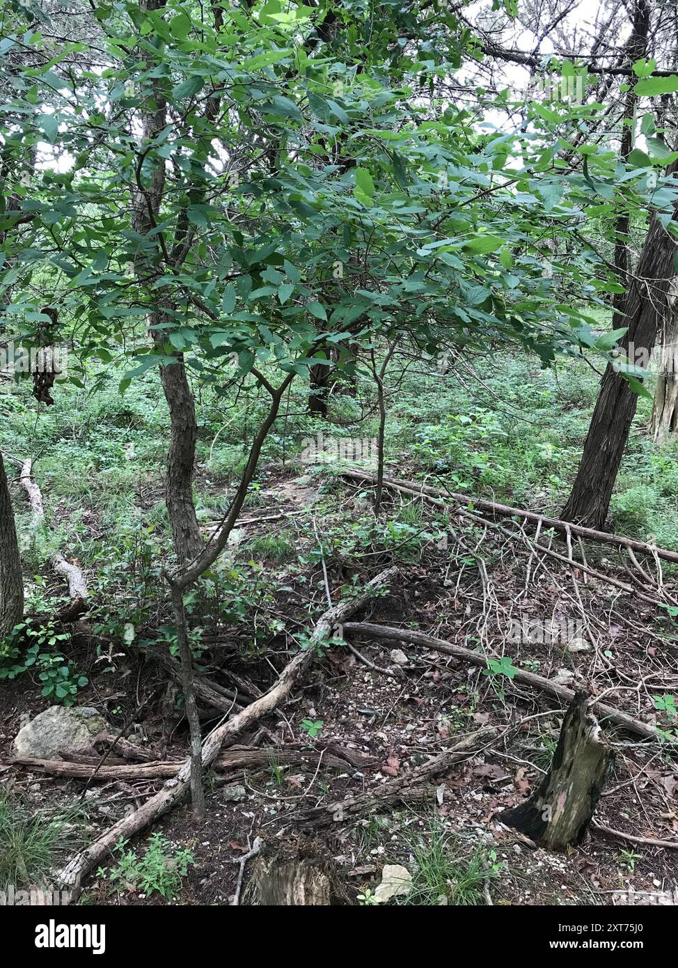netleaf hackberry (Celtis reticulata) Plantae Stock Photo - Alamy