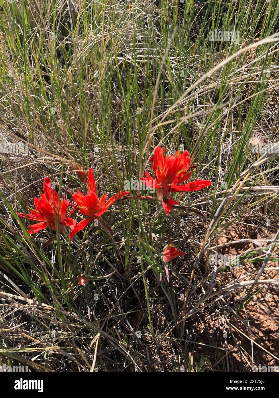 Wholeleaf Paintbrush (Castilleja integra) Plantae Stock Photo - Alamy