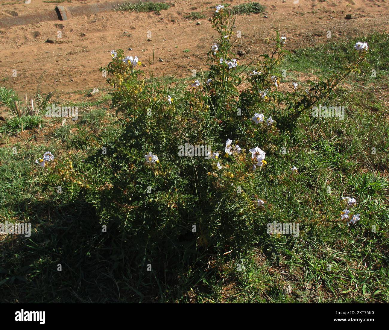 Red Buffalo-bur (Solanum sisymbriifolium) Plantae Stock Photo - Alamy